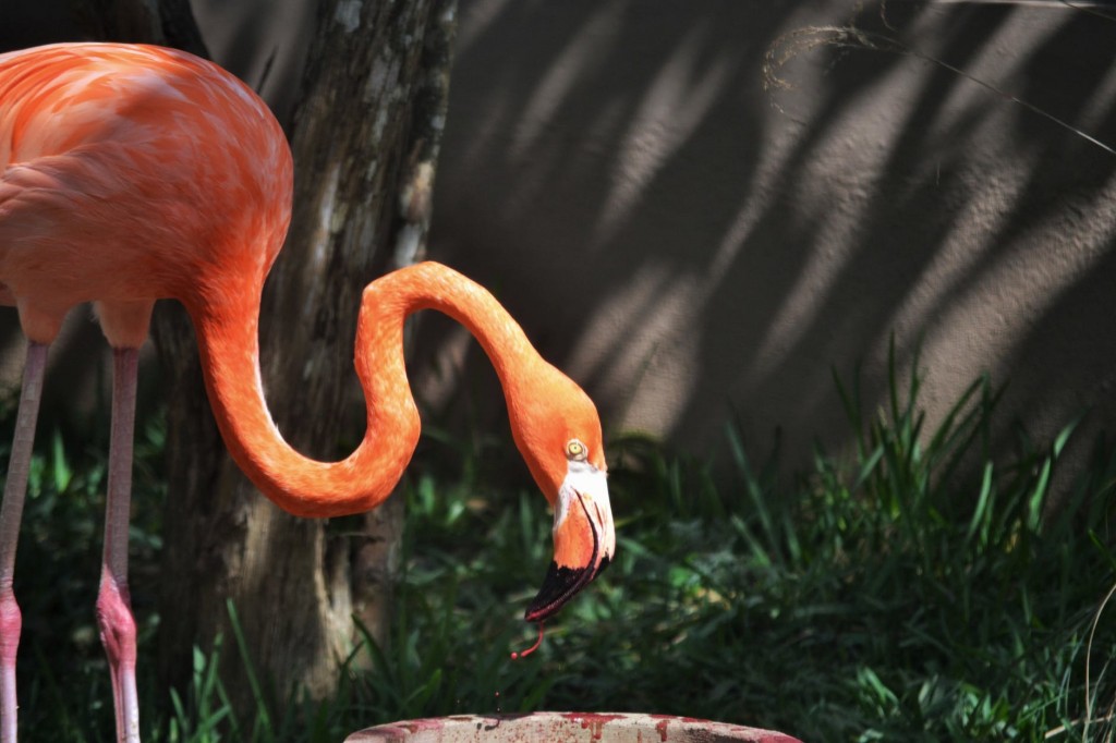 Flamingo Legs: Why Do Flamingos Stand On One Leg?