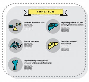 Thyroid Gland: Function, Location, Hormones, Histology And Anatomy