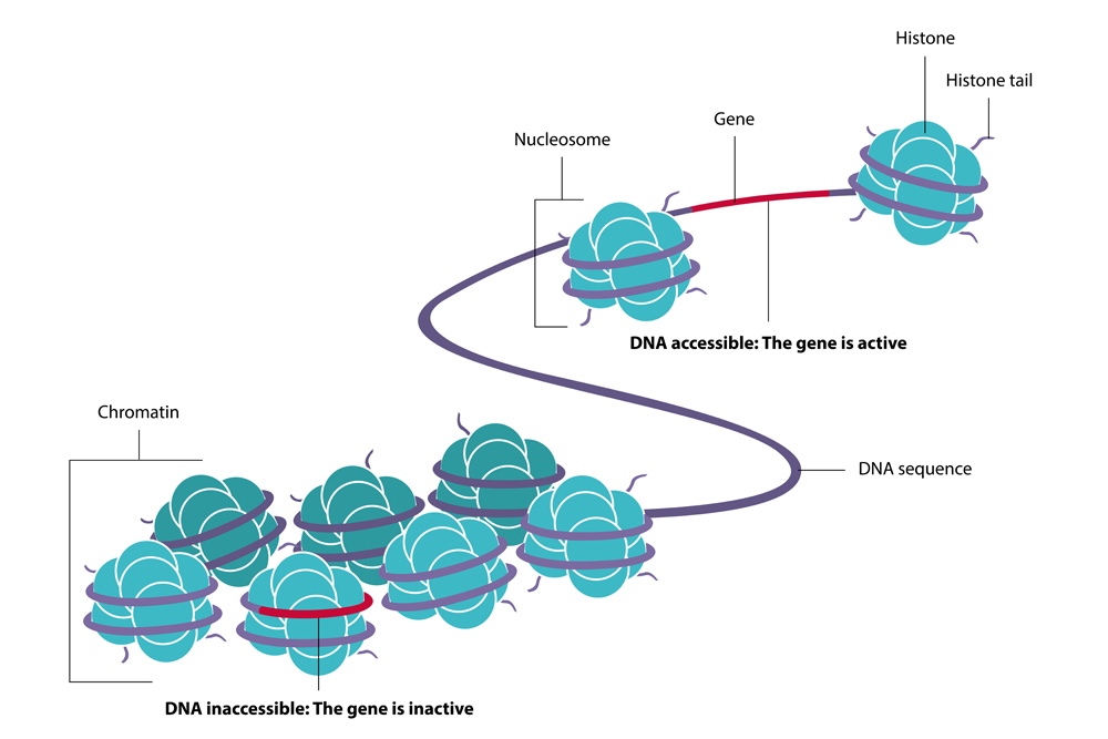 What Is Epigenetic Inheritance? » ScienceABC