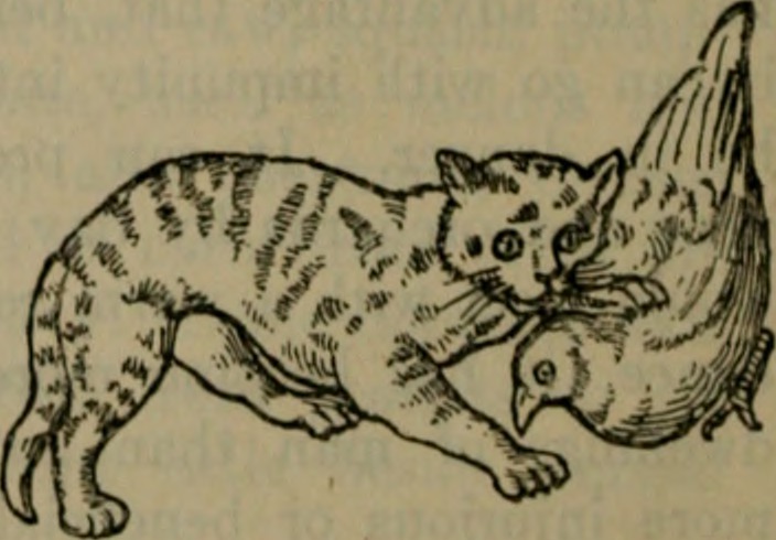 Why Did Ancient Egyptians Worship Cats? » ScienceABC