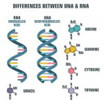 What Is DNA And How Does It Work? » Science ABC