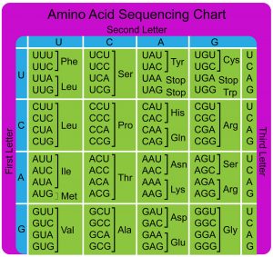 How Can Multiple Codons Code For The Same Amino Acid? » ScienceABC