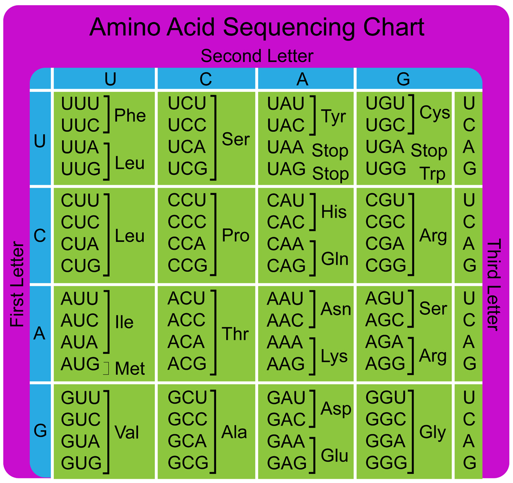 Amino Acid Sequence Chart Rilocolor