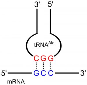 How Can Multiple Codons Code For The Same Amino Acid? » ScienceABC