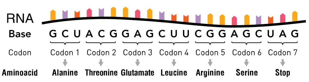 How Can Multiple Codons Code For The Same Amino Acid? » ScienceABC