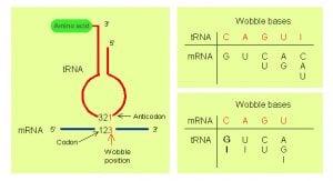 How Can Multiple Codons Code For The Same Amino Acid? » Science ABC