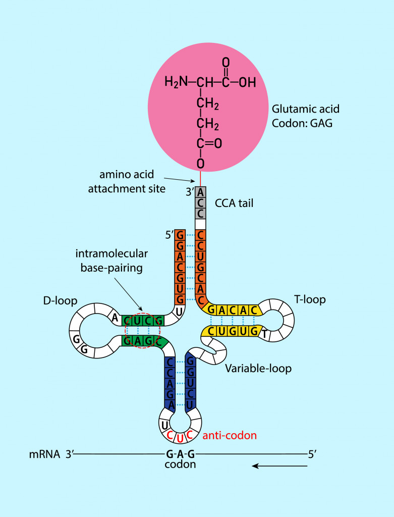 How Can Multiple Codons Code For The Same Amino Acid Science Abc