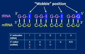 How Can Multiple Codons Code For The Same Amino Acid? » Science ABC