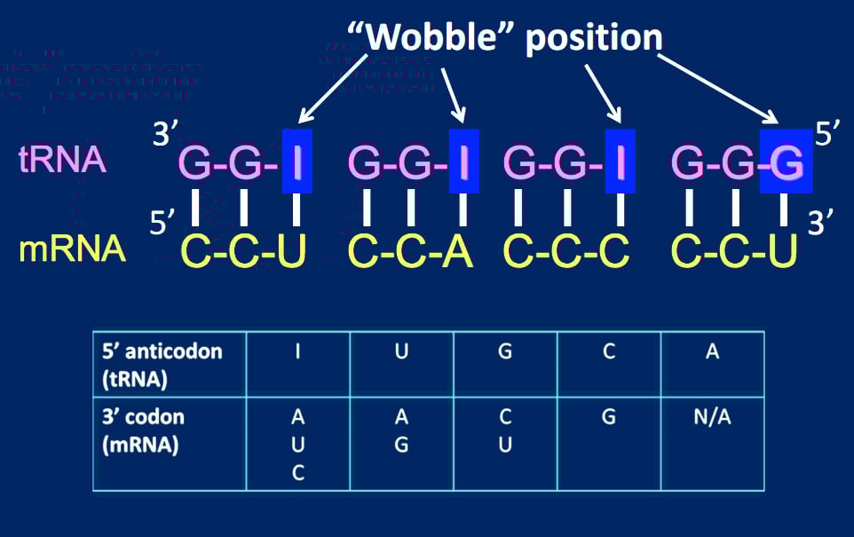 How Can Multiple Codons Code For The Same Amino Acid? » Science ABC