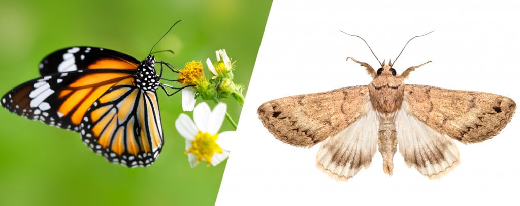 Moths Vs Butterflies: What Is The Difference Between Moth And Butterfly?