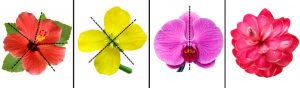 Floral Symmetry: Why Are Some Flowers So Symmetric?