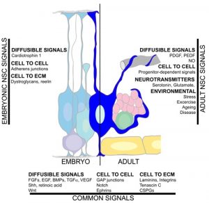 Cell Communication: How And Why Do Cells Communicate With Each Other?