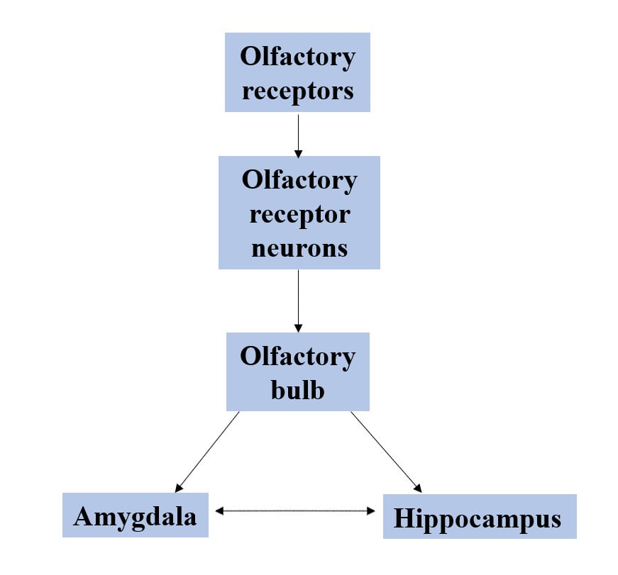 Proust Phenomenon: Why Is Smell So Intimately Linked To Memory?