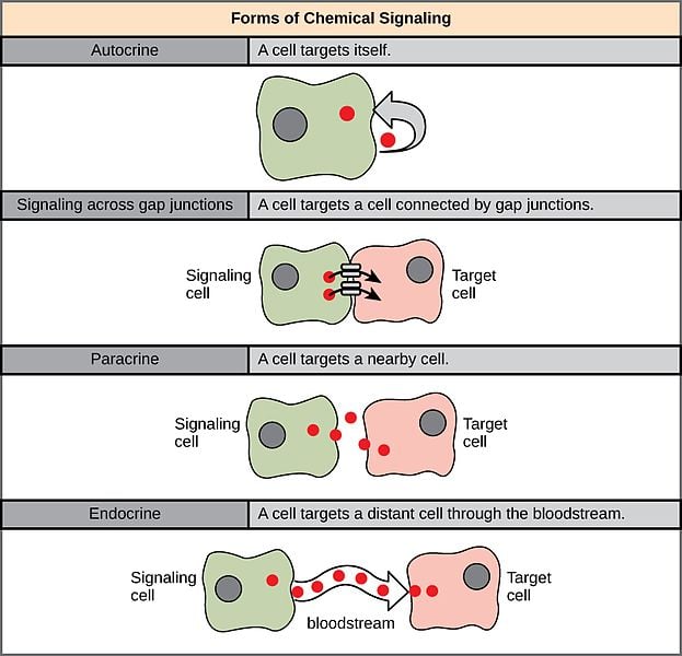 Cell Communication: How And Why Do Cells Communicate With Each Other?