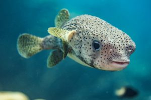 What Are Pufferfish And Are They Poisonous?