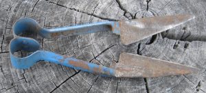 Sheep Shearing: How Do We Obtain Wool From The Sheep?