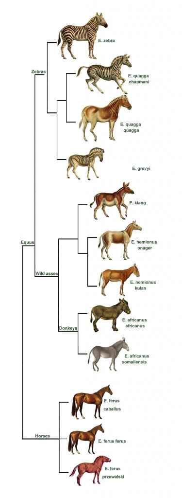 Hybrid Infertility: Why Can't Mules Reproduce?