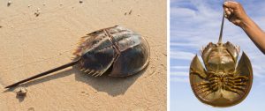 What Are Horseshoe Crabs And Why Are They Important? » ScienceABC