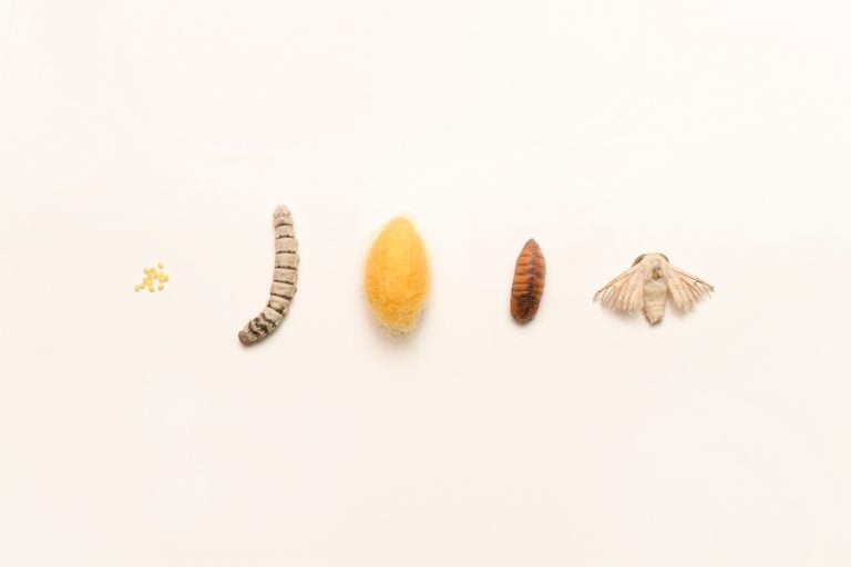 Sericulture: How Is Silk Made? How Do We Get Silk From Silkworms?