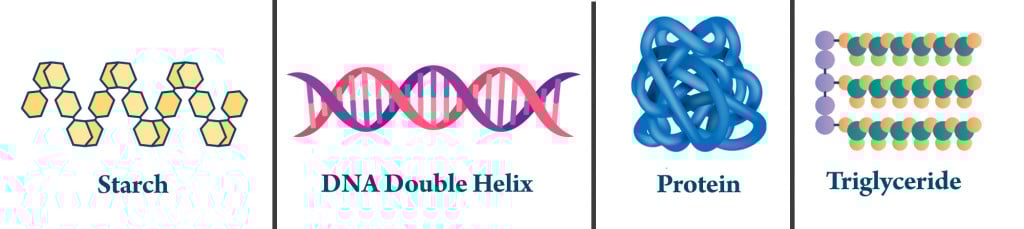 What Are Cells Made Of? » ScienceABC