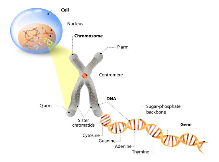 What Is DNA And How Does It Work? » ScienceABC