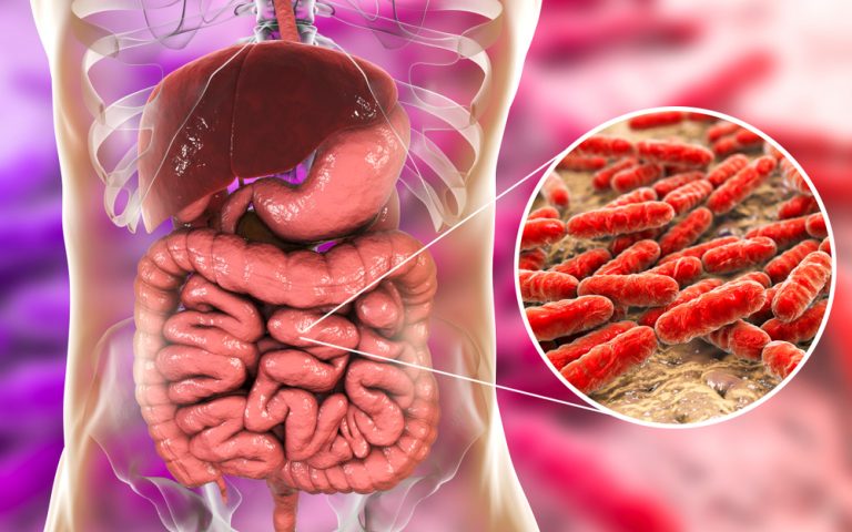 How Do Gut Bacteria Help Digestion? » ScienceABC