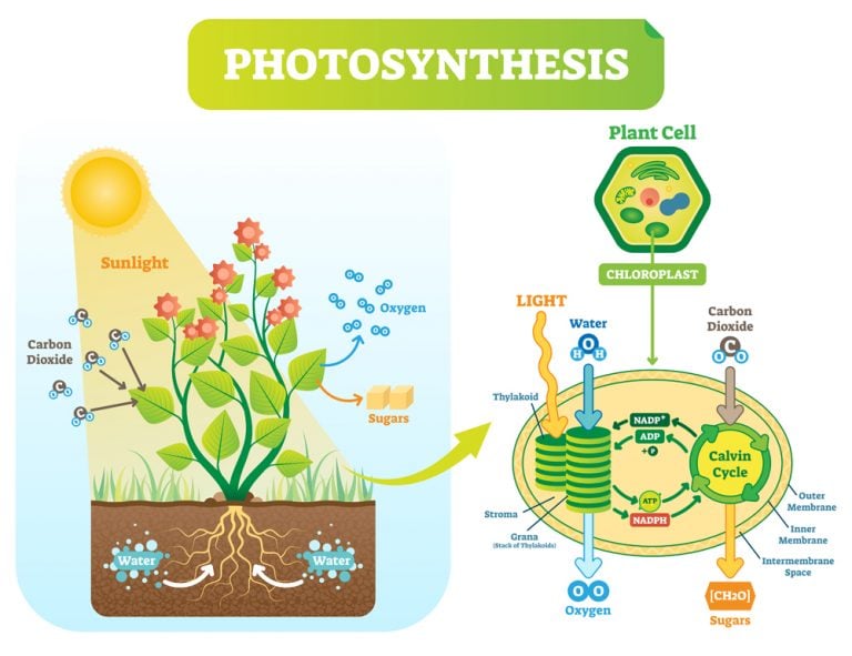 Do Plants Use Quantum Mechanics To Perform Photosynthesis? » ScienceABC