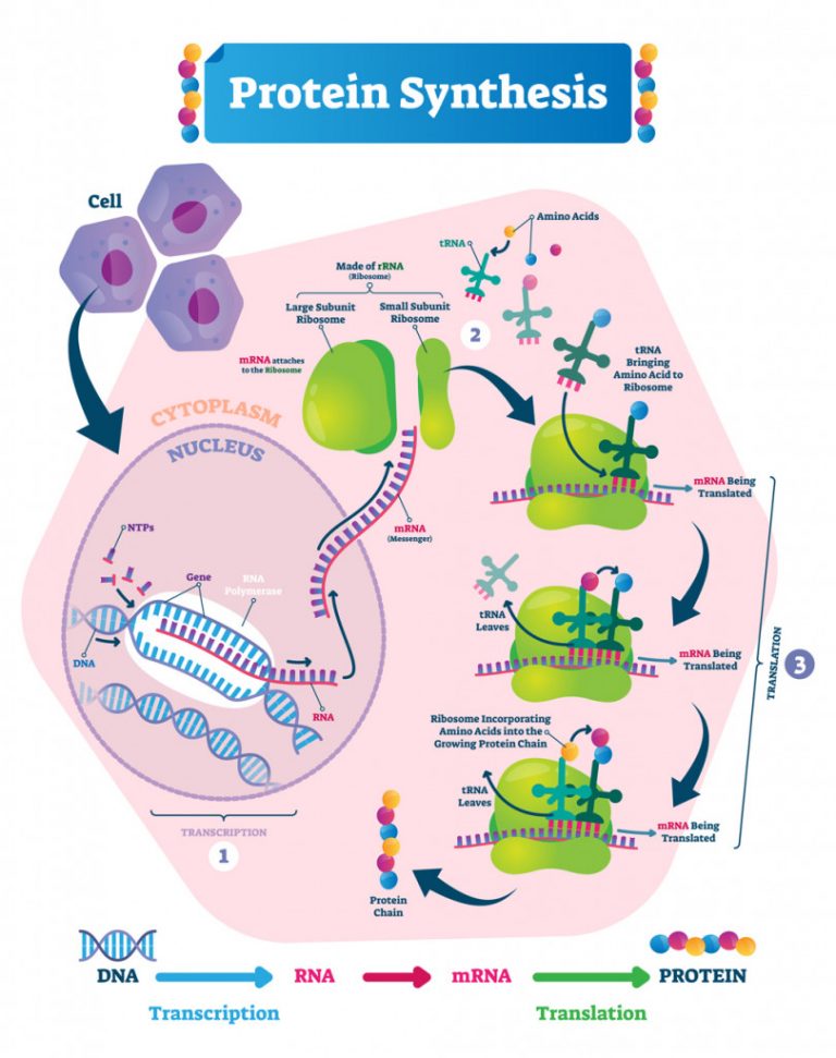 What Is DNA And How Does It Work? » ScienceABC