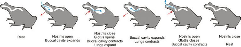 Respiration In Frogs: How Do Frogs Breathe?