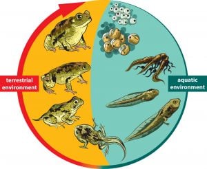 Respiration In Frogs: How Do Frogs Breathe?