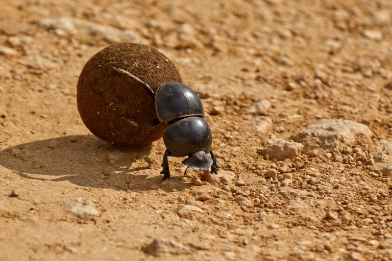 How Do Dung Beetles Use The Milky Way To Navigate? » ScienceABC