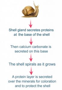 Biomineralization: How Do Snails (And Other Molluscs) Make Their Shells?