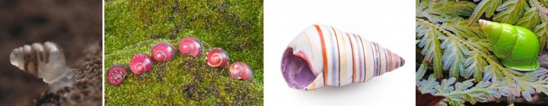 Biomineralization: How Do Snails (And Other Molluscs) Make Their Shells?