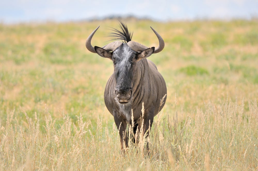The Great Wildebeest Migration: Why Do Wildebeest Migrate? » ScienceABC