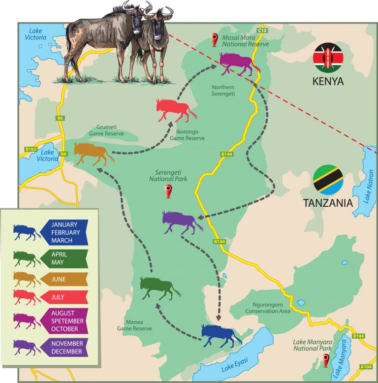 The Great Wildebeest Migration: Why Do Wildebeest Migrate? » ScienceABC