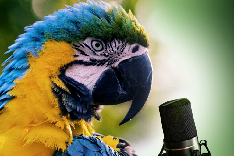 Why Do Parrots Talk?