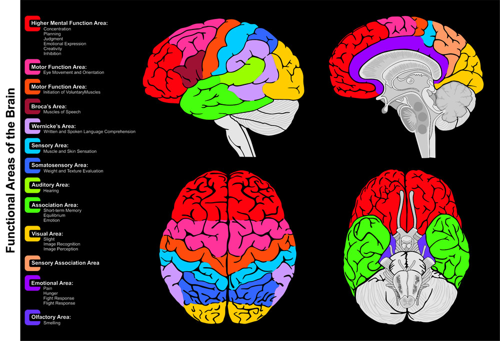Are We All Either Right-Brained Or Left-Brained? » ScienceABC