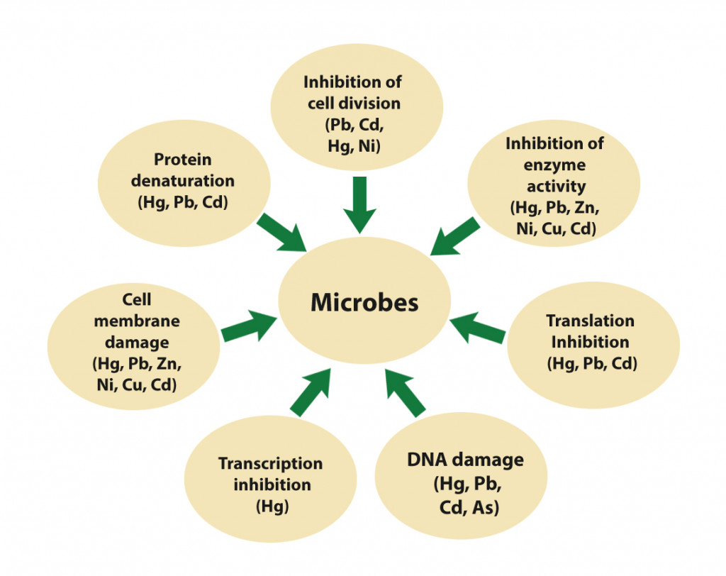 How Do Microbes Deal With Toxic Heavy Metals? » ScienceABC How Do Microbes Deal With Toxic Heavy Metals? » ScienceABC