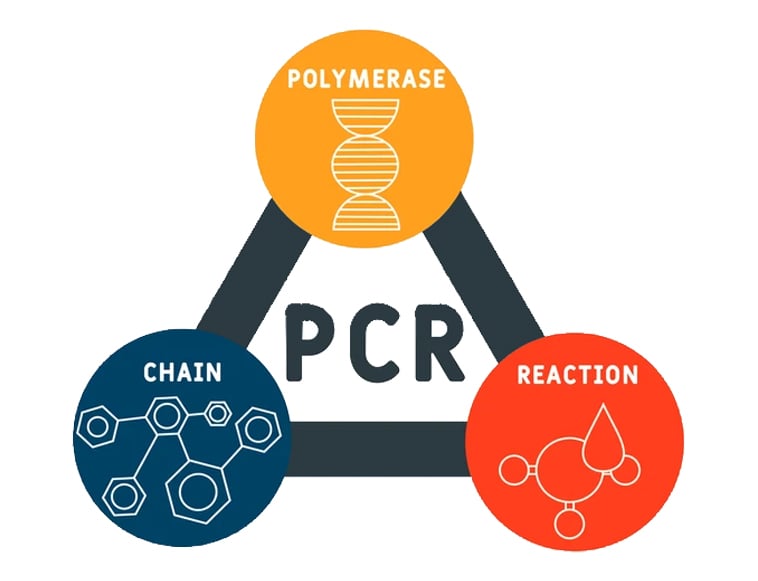 What Is A Polymerase Chain Reaction And How Does It Work? » ScienceABC