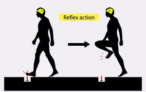 How Does The Speed Of Reflex Actions Compare To Normal Responses?