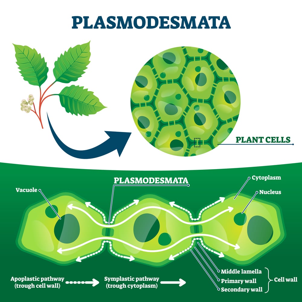 What Is Plasmodesmata? » ScienceABC