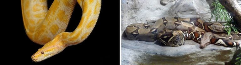 How Do Snakes Digest Their Food Without Chewing It First? » ScienceABC