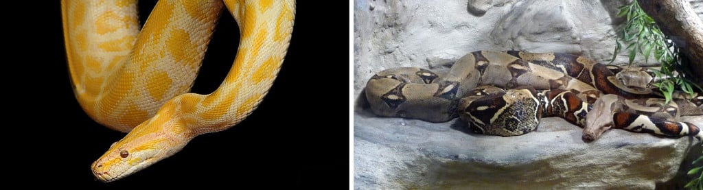 How Do Snakes Digest Their Food Without Chewing It First? » ScienceABC