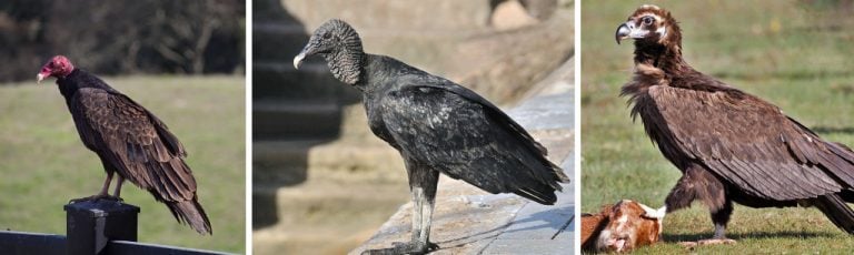 Why Don't Vultures Get Sick After Eating Rotten Flesh?