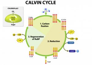 Calvin Cycle: Where Does The Calvin Cycle Take Place?