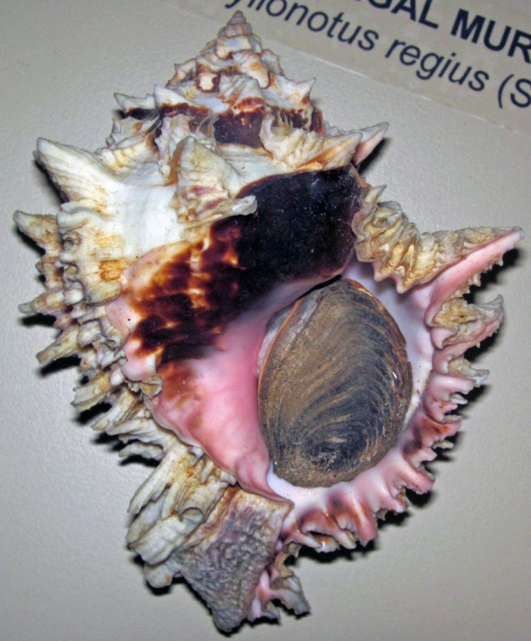 How Did A Shade Of Purple Charge The World? » ScienceABC