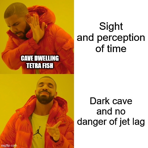 Do Animals Get Jet Lag? » ScienceABC