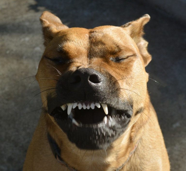 Do All Animals Sneeze? » ScienceABC