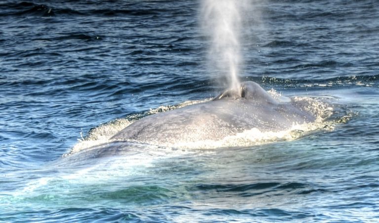 Do All Animals Sneeze? » ScienceABC