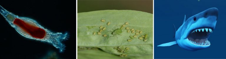 Parthenogenesis: What Exactly Is 'Virgin Birth'? Is It Possible In Humans?